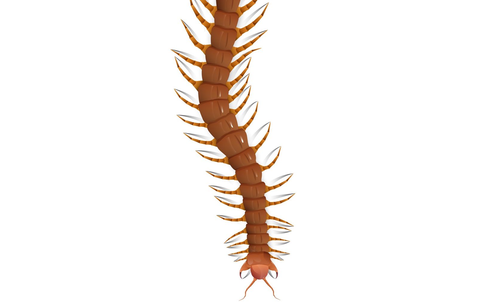 U Škotskoj je pronađen fosil zasad najstarije poznate kopnene životinje ...