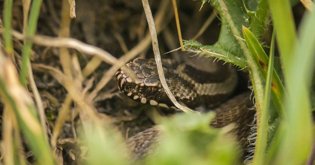 Riđovka i poskok - razlika između ove dvije vrste zmija | Telegram.hr
