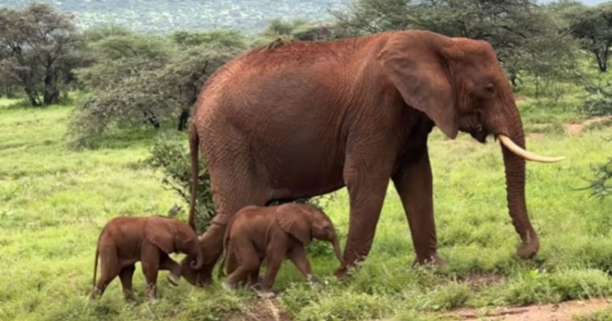 Slonica na svijet donijela blizance | Telegram.hr