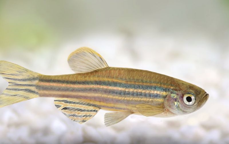 Možda zvuči neobično, ali ribice, kada im se pruži takva prilika, rado ...