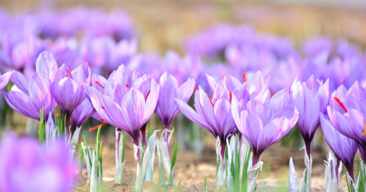 Koje su zaštićene proljetnice? Gdje rastu zaštićene proljetnice ...
