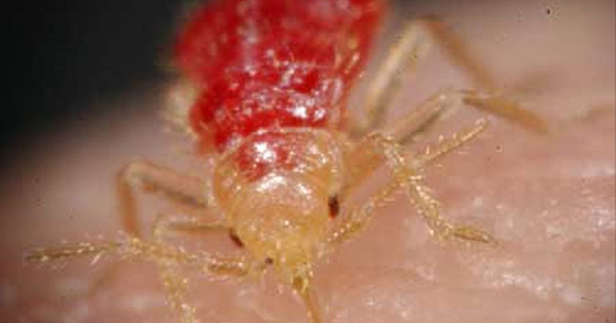 Znanstvenici skenirali DNK stjenice da bi otkrili gdje je ranjiva ...