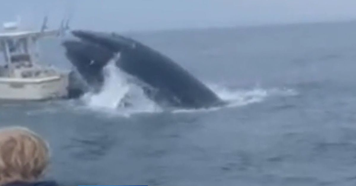 Grbavi kit napao i prevrnuo čamac, odbacivši ljude u ocean | Telegram.hr