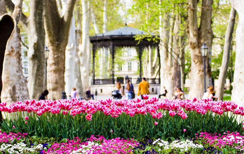 Zašto se proljetnice zovu vjesnici proljeća i koja je razlika ...