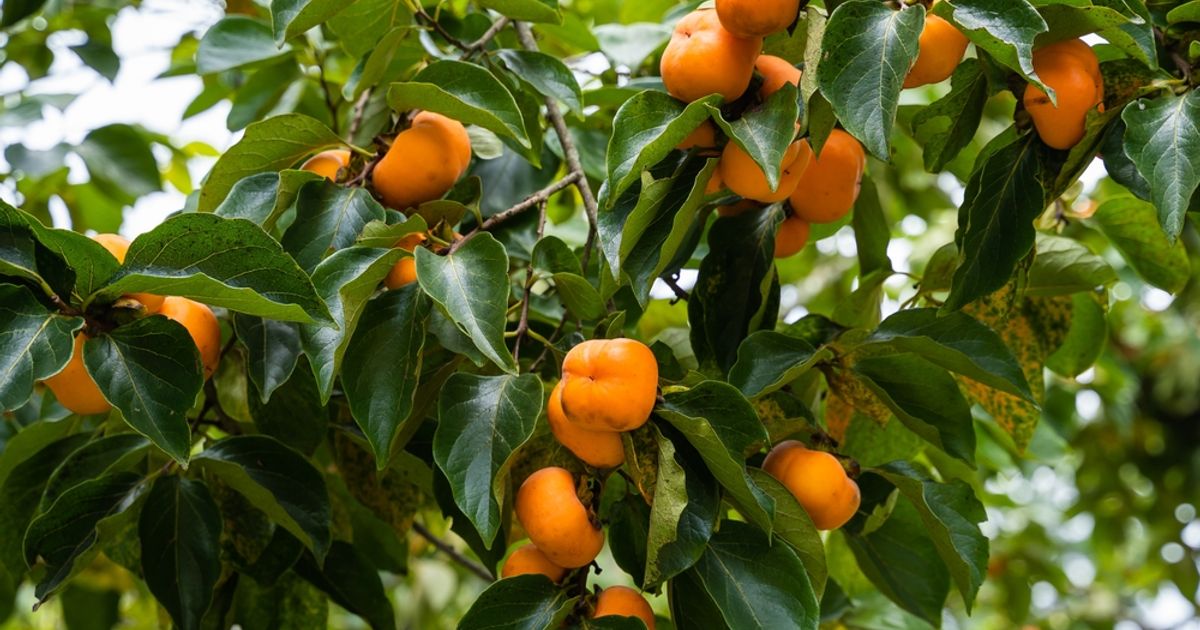 Kaki jabuka: Kako se jede japanska jabuka tzv. 'voće bogova' | Telegram.hr