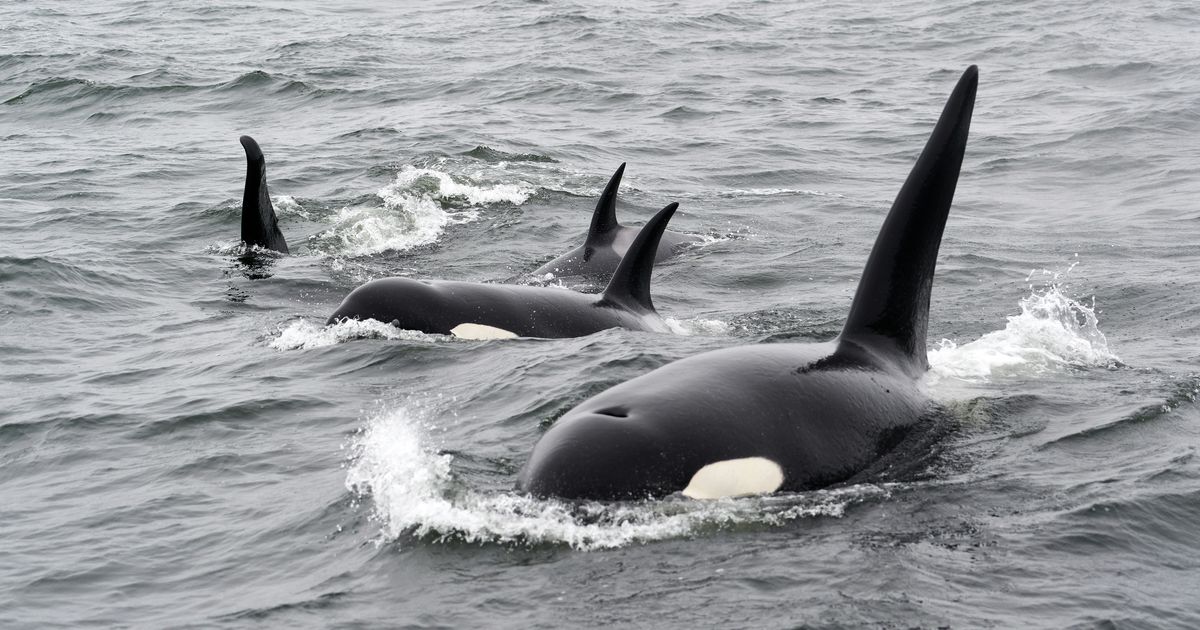Znanstvenici kažu da znaju zašto orke napadaju brodove | Telegram.hr