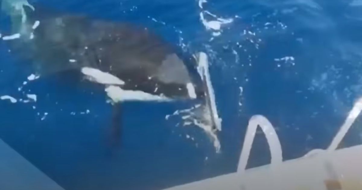 Jato kitova ubojica potopilo jahtu kod Gibraltara | Telegram.hr