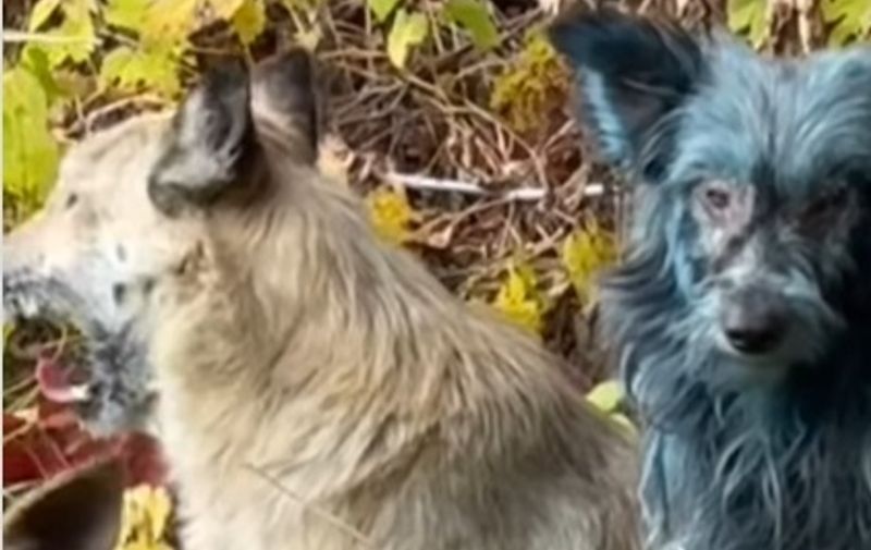 Napušteni psi oko Černobila imaju dlaku plave boje | Telegram.hr