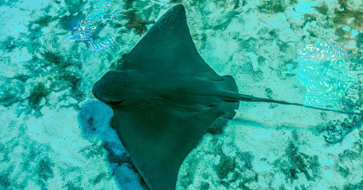 Morski golub: Sve o ribi jedinstvenog izgleda i okusa | Telegram.hr