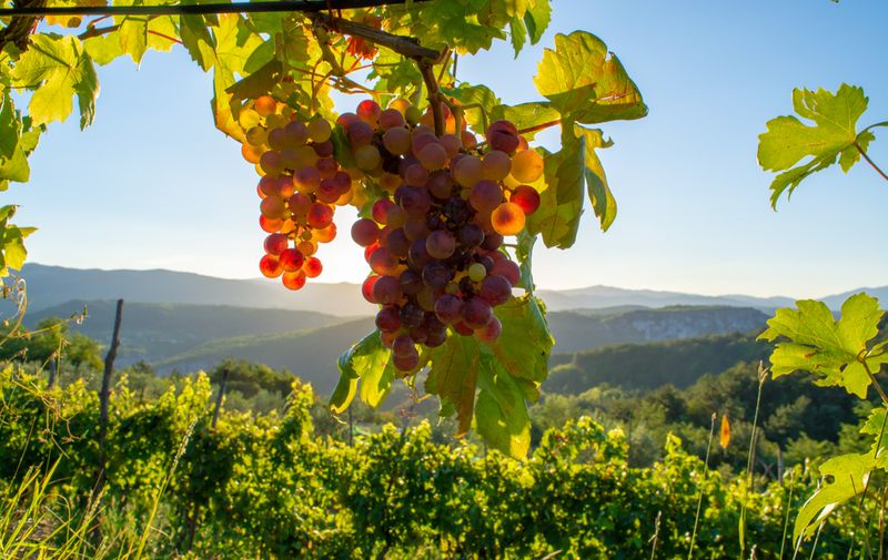 Sadnice vinove loze koje se ne prskaju: Primjeri PIWI sorti | Telegram.hr