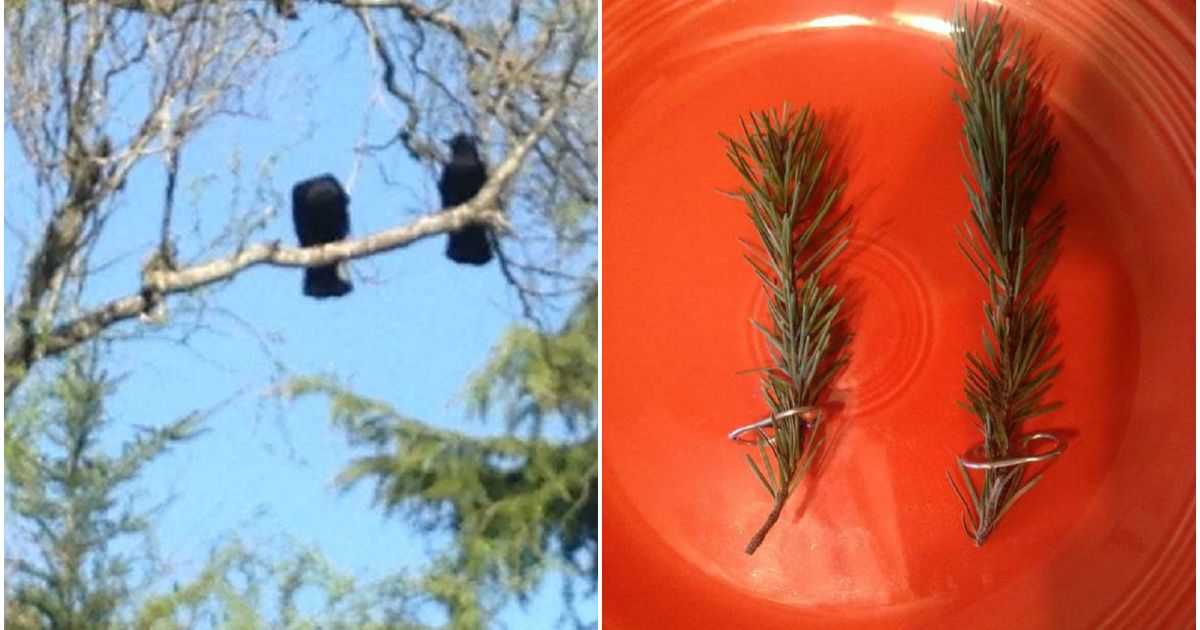 Tip je spasio bebe vrane kad su ispale iz gnijezda. Otad mu njihovi ...