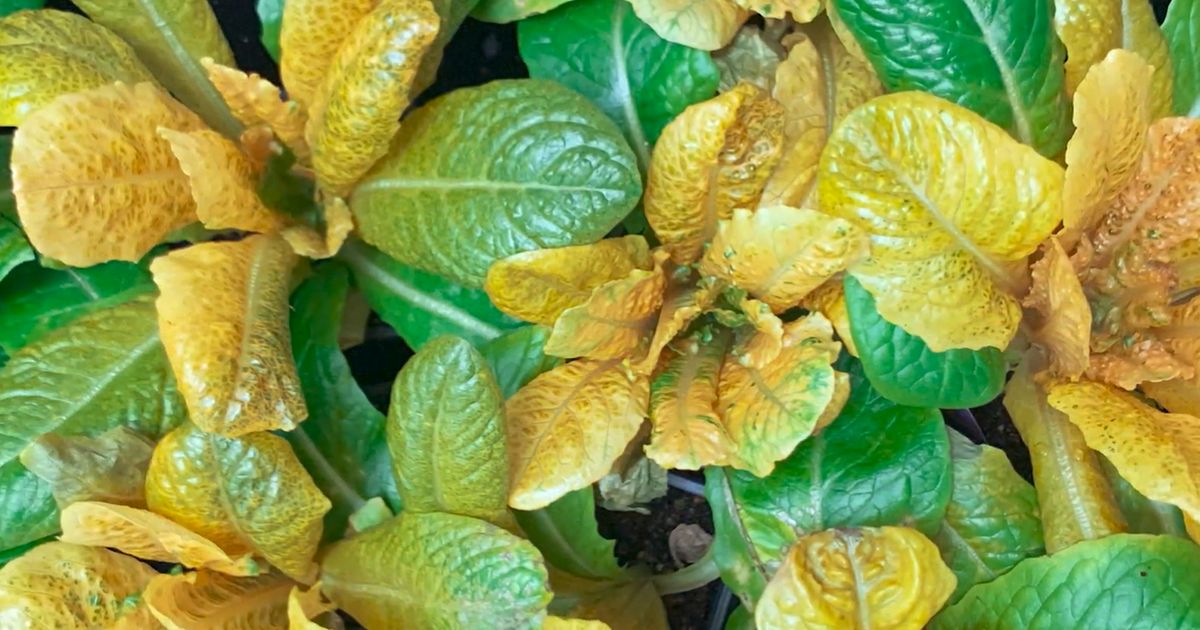 Znanstvenici su uzgojili zlatnu salatu s dodatkom vitamina A | Telegram.hr