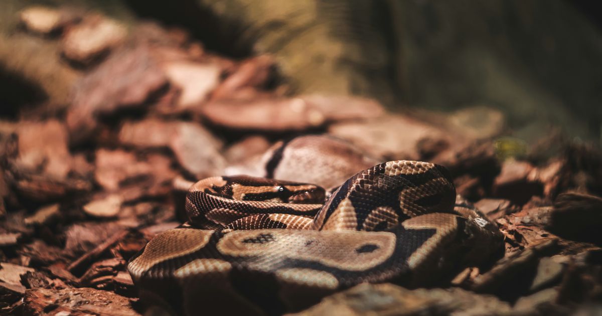 Zanimljivosti o poskoku - sve što niste znali o poskoku | Telegram.hr